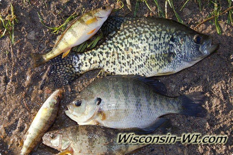 Panfish in Wisconsin