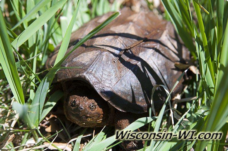Turtles of Wisconsin